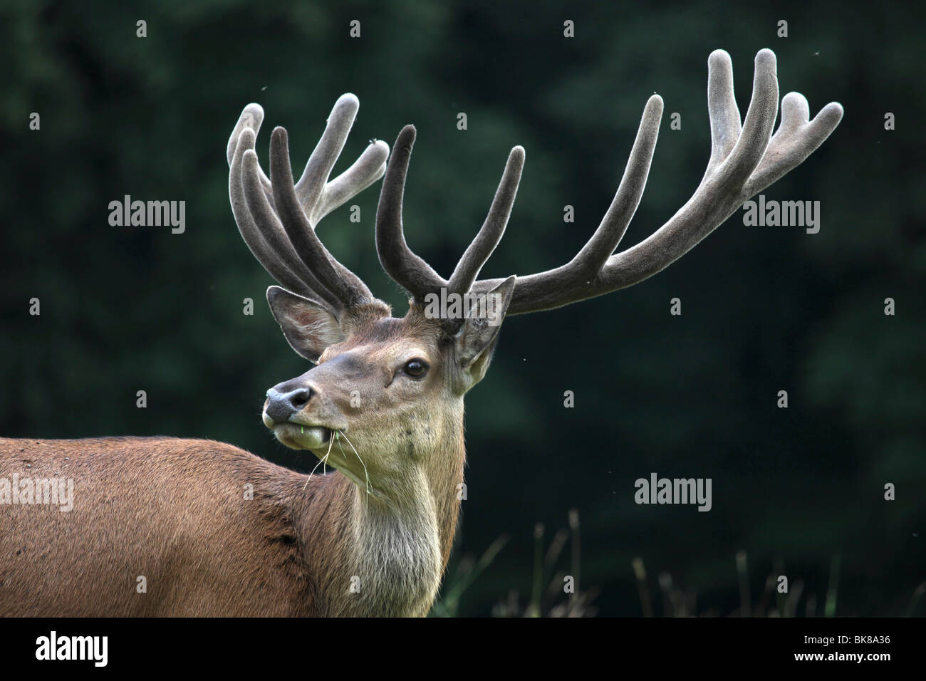 Antler points hi-res stock photography and images - Alamy