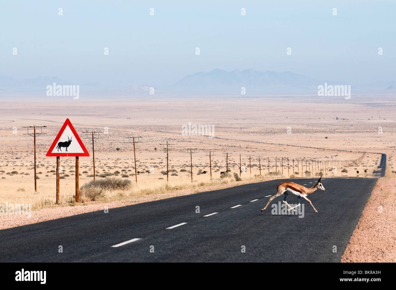 Springbok Dashing Across the Road by an Antelope Crossing Warning Sign ...