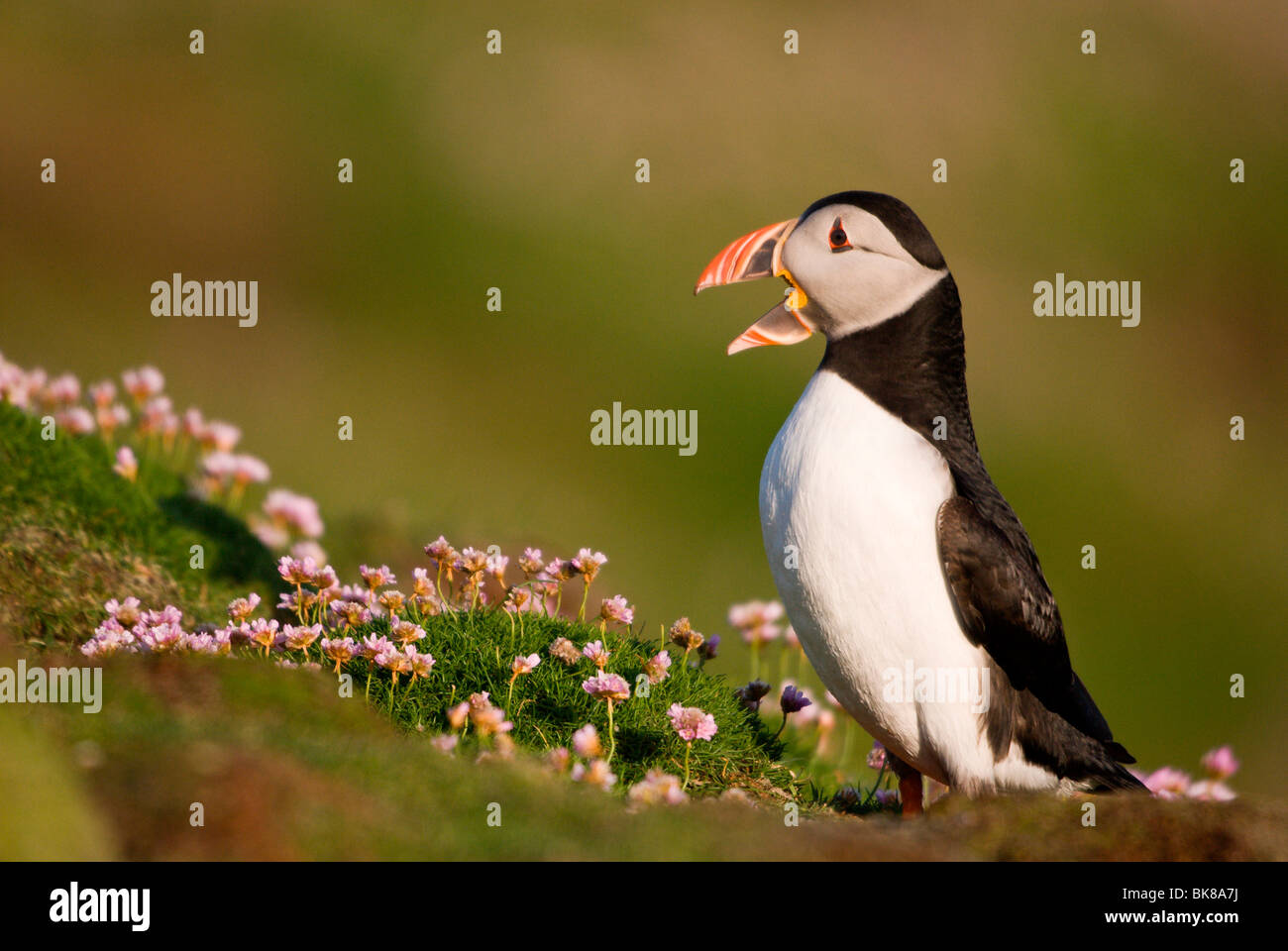 Side view of puffin face hi-res stock photography and images - Alamy