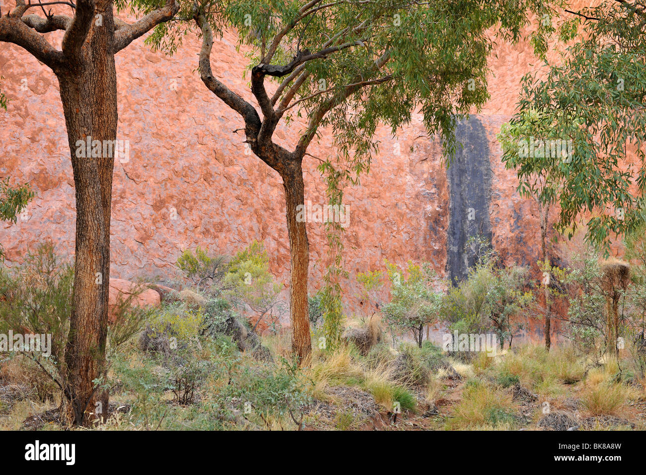 Trees in front of rock wall, Uluru, Ayers Rock, Uluru-Kata Tjuta ...