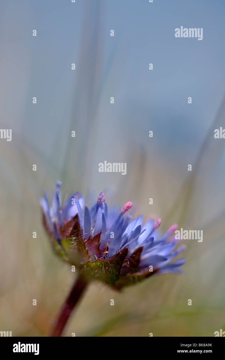 Sheep's bit or sheep scabious (Jasione montana), Fair Isle, Shetland ...