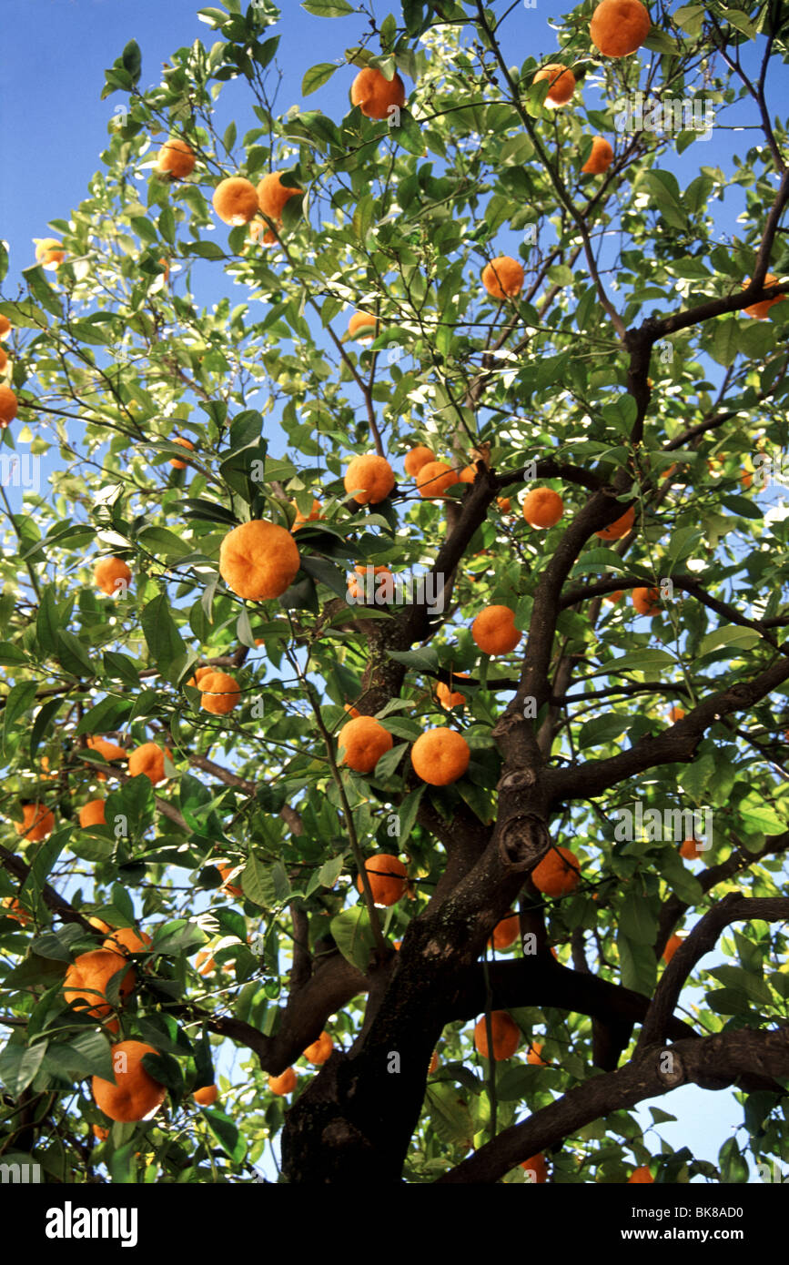 Plants, Trees, Orange Tree Stock Photo - Alamy