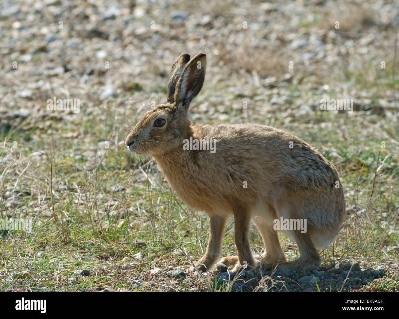 Field hares hi-res stock photography and images - Alamy