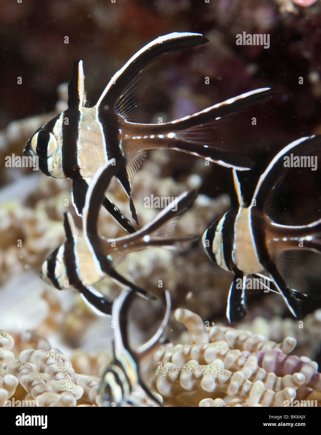 Banggai cardinalfish hi-res stock photography and images - Alamy