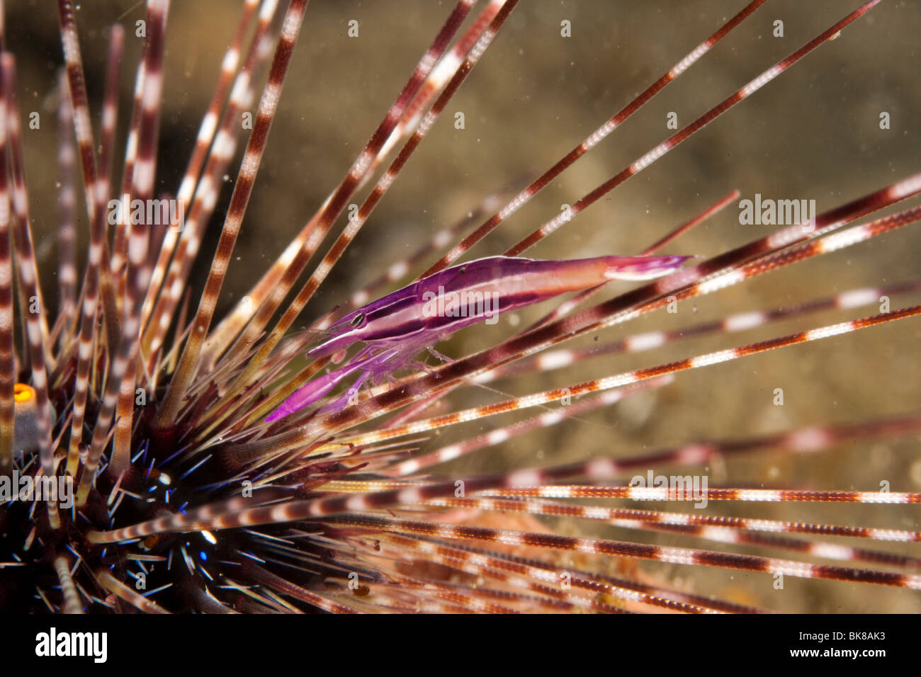 Urchin Shrimp (Stegopontonia commensalis), Indonesia Stock Photo - Alamy
