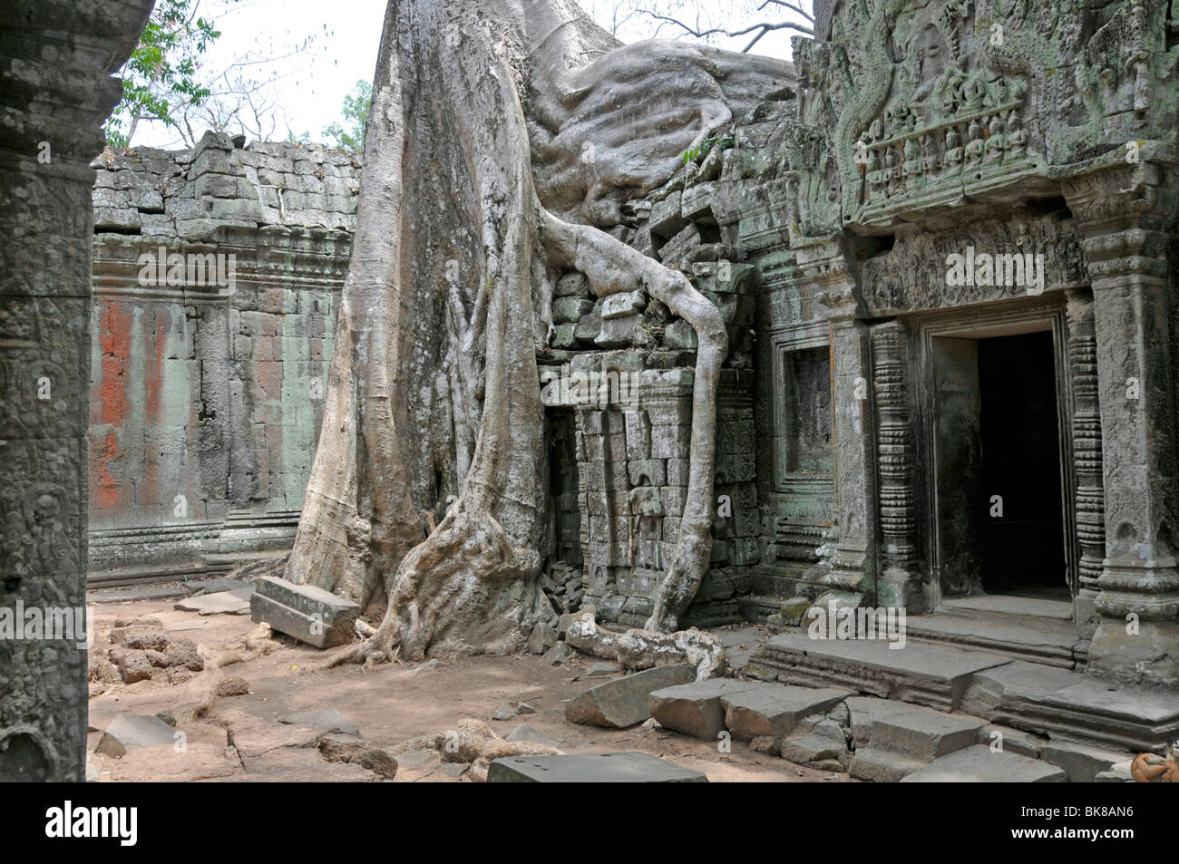 Tetrameles tree (Tetrameles nudiflora), tree's roots overgrowing the ...