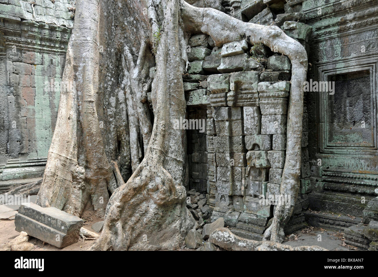 Tetrameles tree (Tetrameles nudiflora), tree's roots overgrowing the ...