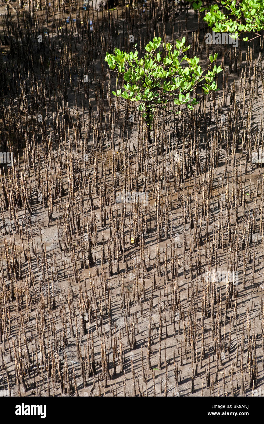 Mangrove tree, Indonesia, Asia Stock Photo - Alamy