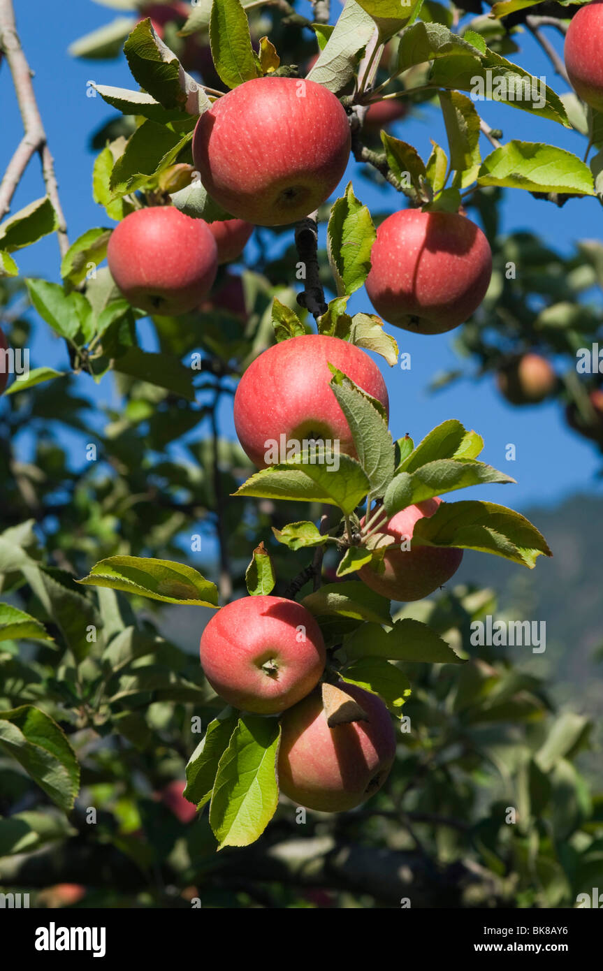 Red apple hanging on a tree, apple orchard, Vilpiano, Trentino, South ...