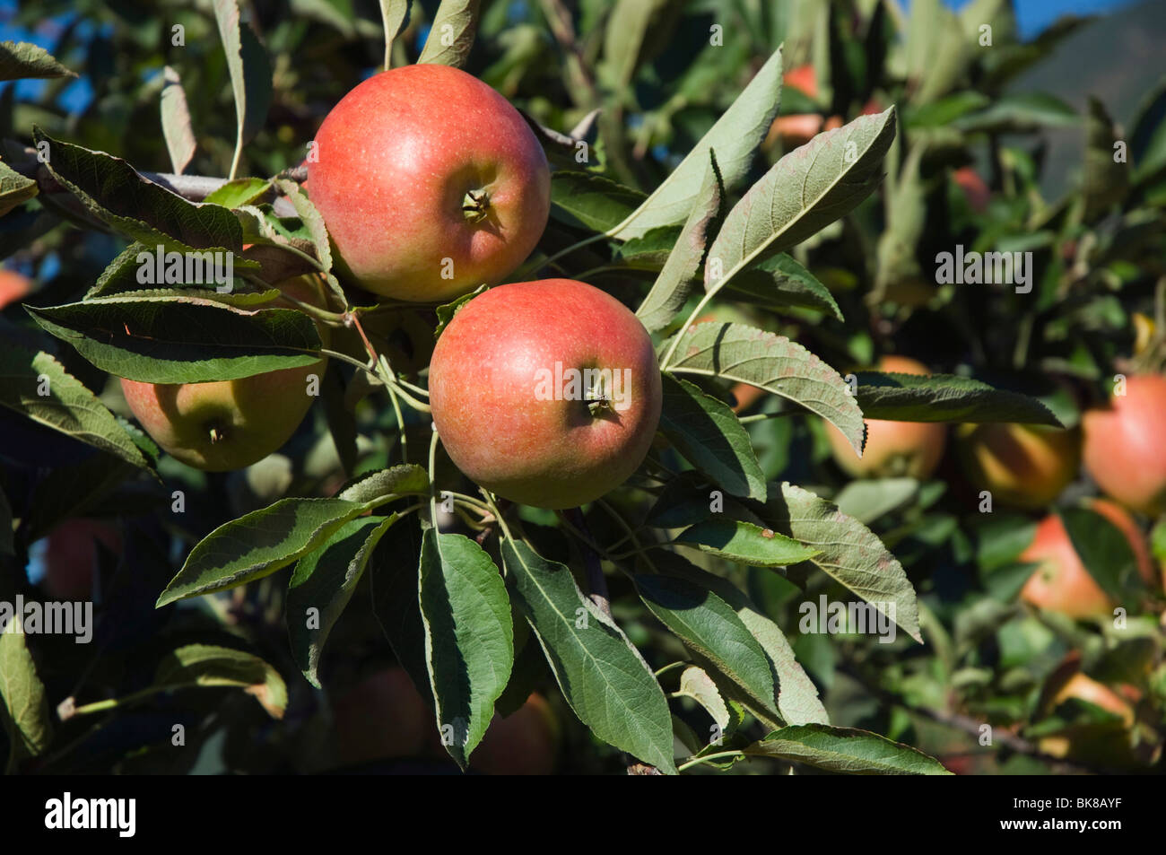 Red apple hanging on a tree, apple orchard, Vilpiano, Trentino, South ...