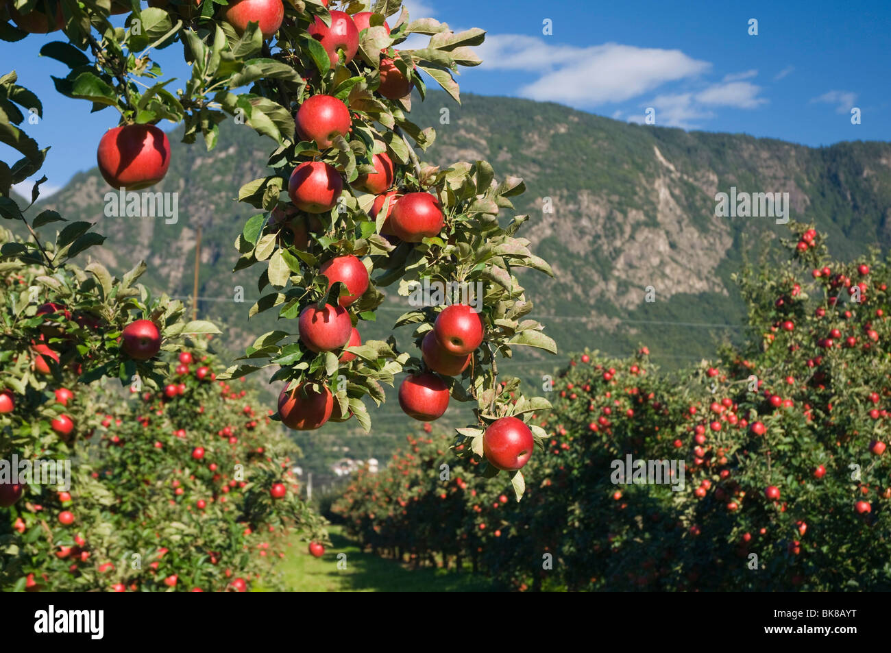 Red apple hanging on a tree, apple orchard, Vilpiano, Trentino, South ...