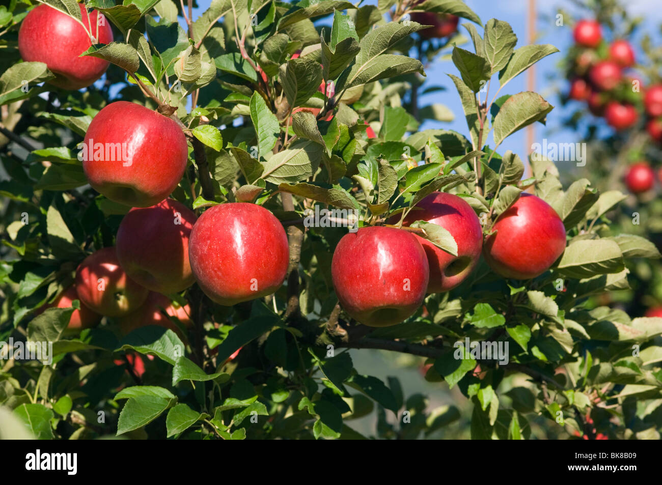 Red apple hanging on a tree, apple orchard, Vilpiano, Trentino, South ...