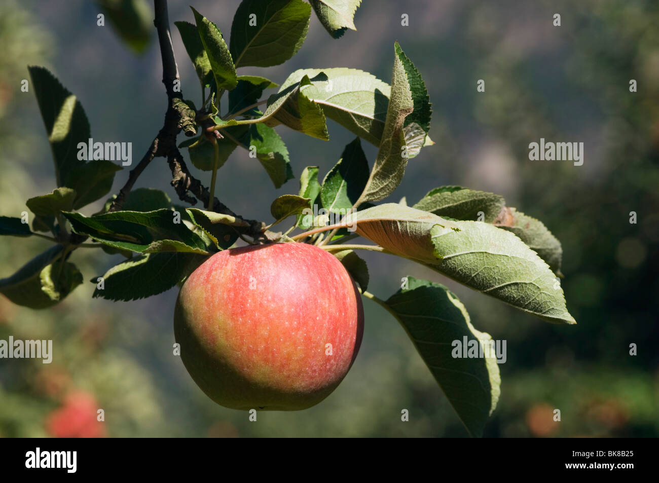 Red apple hanging on a tree, apple orchard, Vilpiano, Trentino, South ...