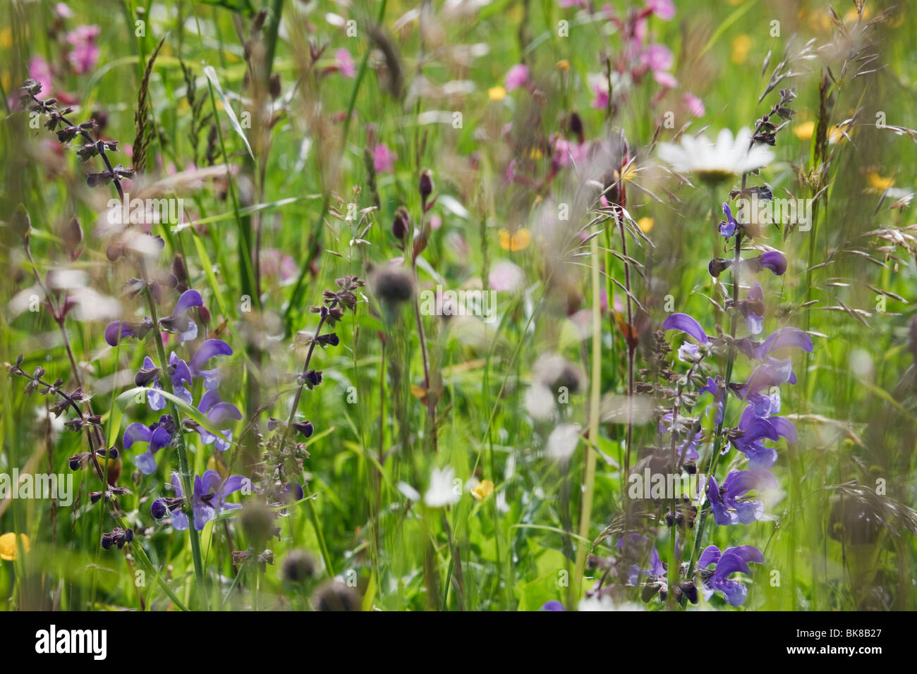 Europe. Meadow Clary (Salvia pratensis) growing with wild grasses and ...