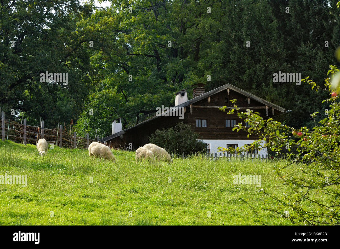 Small farm, sheep on the meadow, Glentleiten farming museum, Bavaria ...