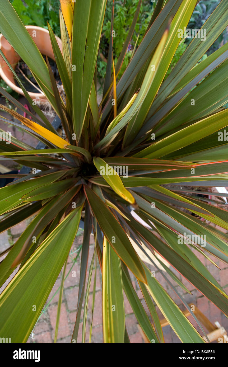 Phormium Jester - New Zealand Flax Stock Photo - Alamy