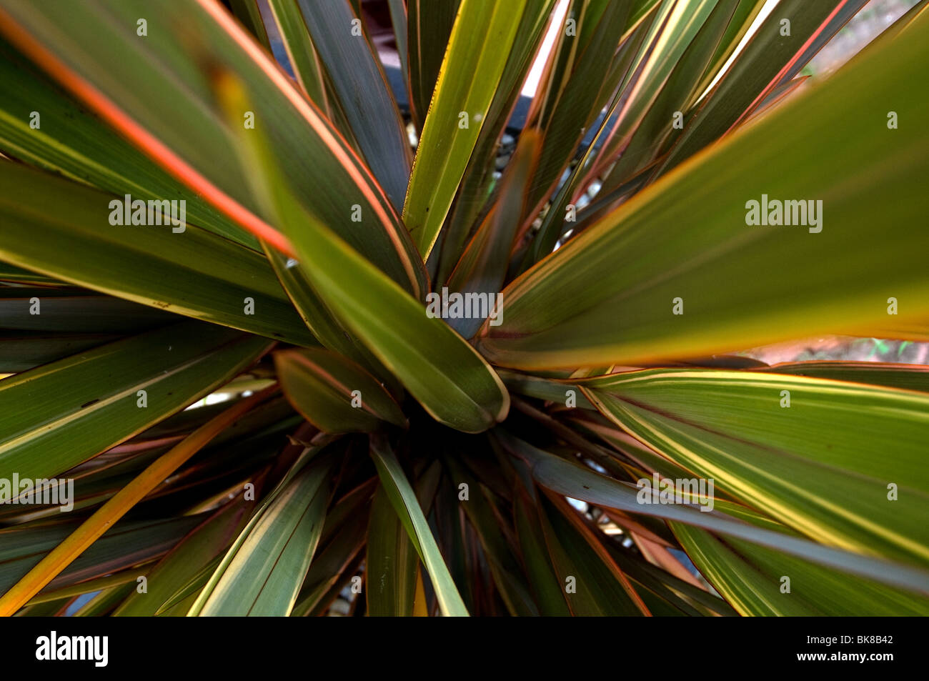 Phormium Jester - New Zealand Flax Stock Photo - Alamy