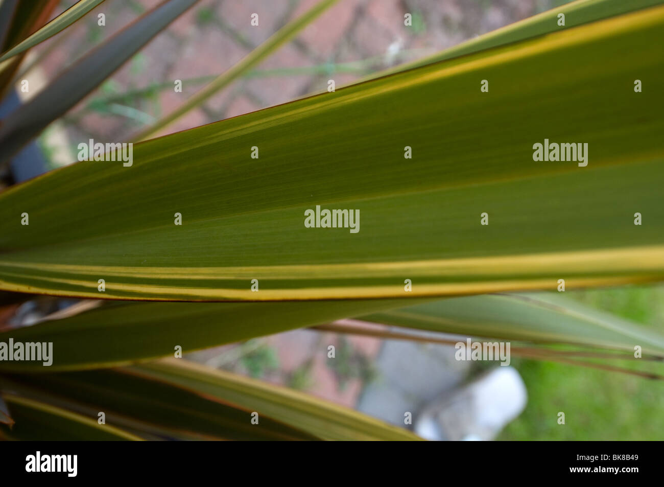 Phormium Jester - New Zealand Flax Stock Photo - Alamy