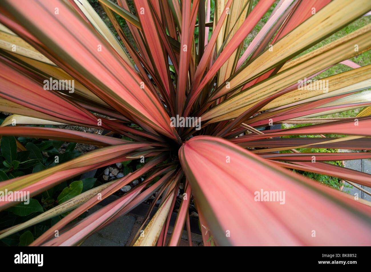 Phormium Jester - New Zealand Flax Stock Photo - Alamy