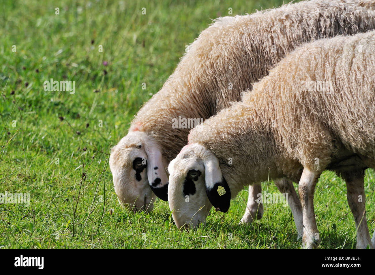 Sheep Farming Museum High Resolution Stock Photography and Images - Alamy