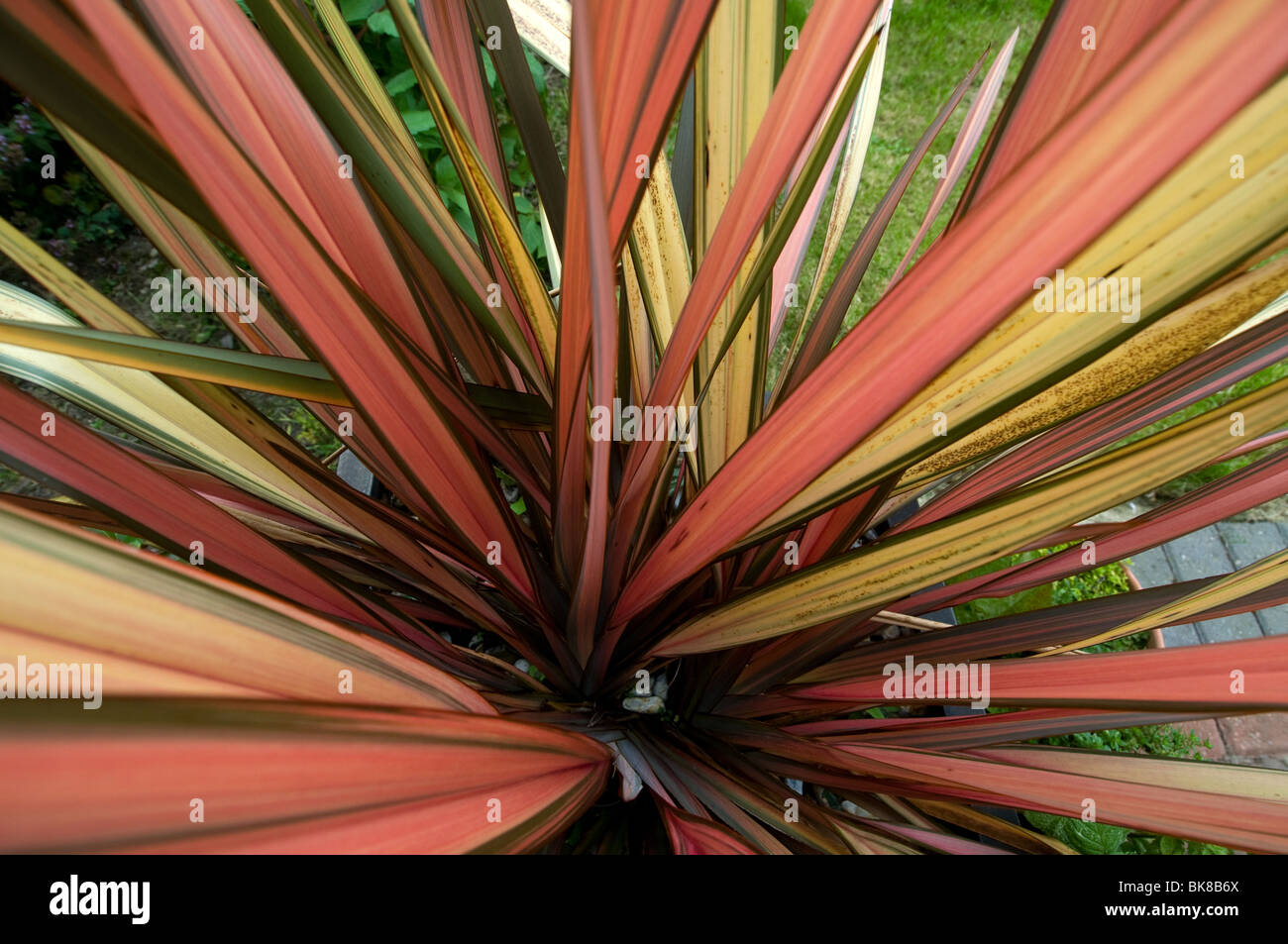 Phormium Jester - New Zealand Flax Stock Photo - Alamy