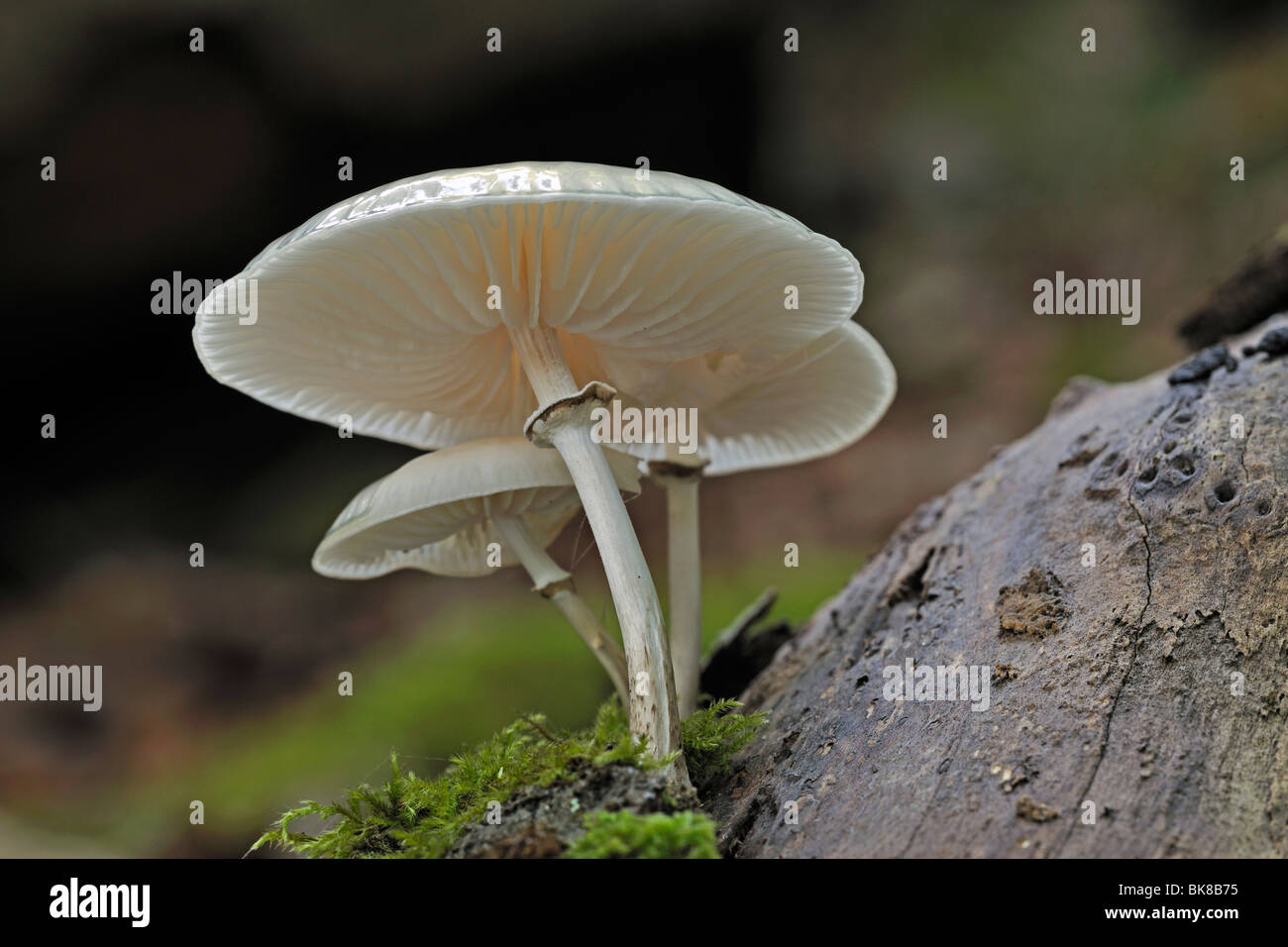 Porcelain Fungus (Oudemansiella mucida), growing from dead wood Stock ...