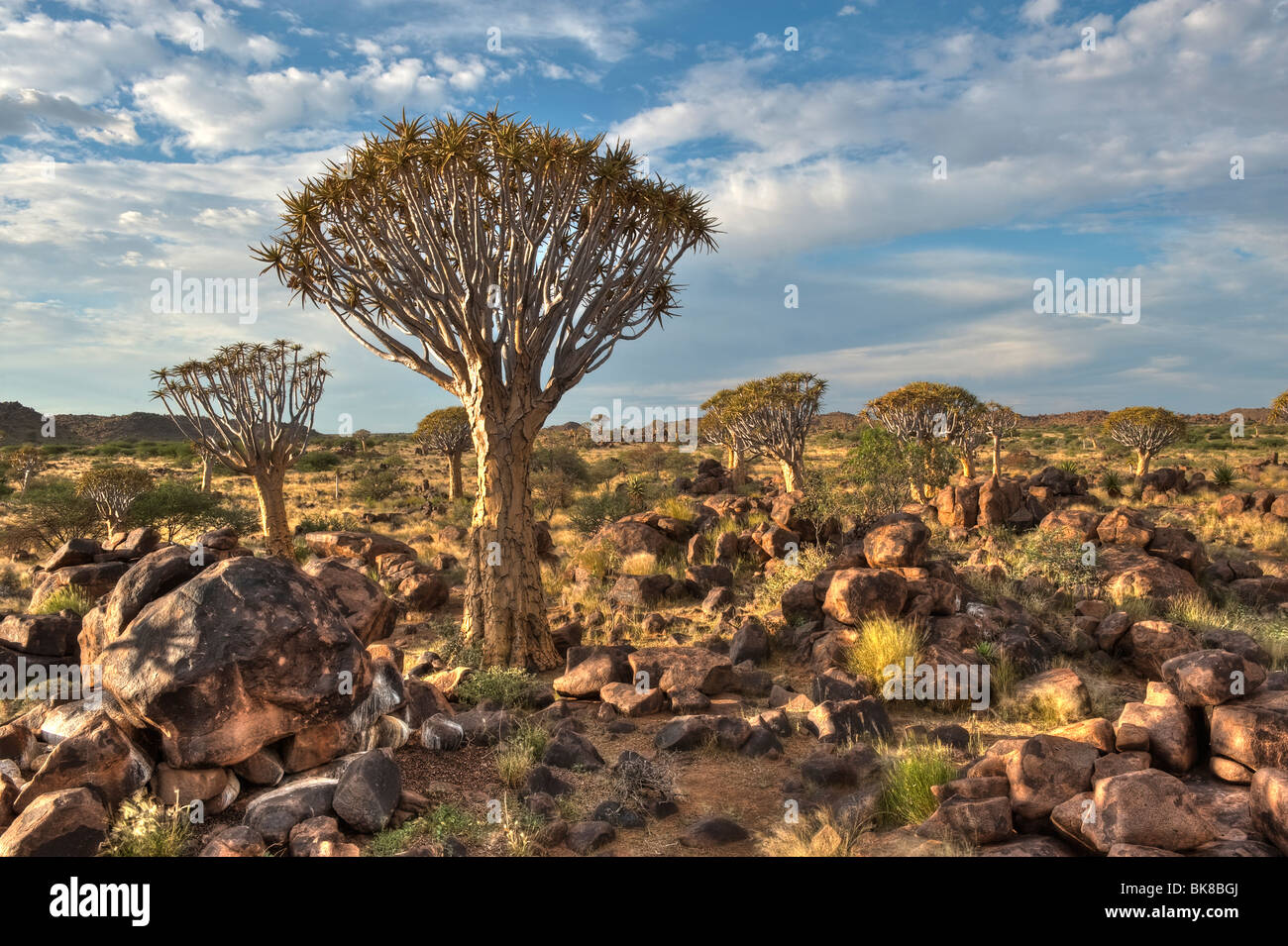 Quiver Tree or Kokerboom Forest near Keetmanshoop, Namibia, Africa ...