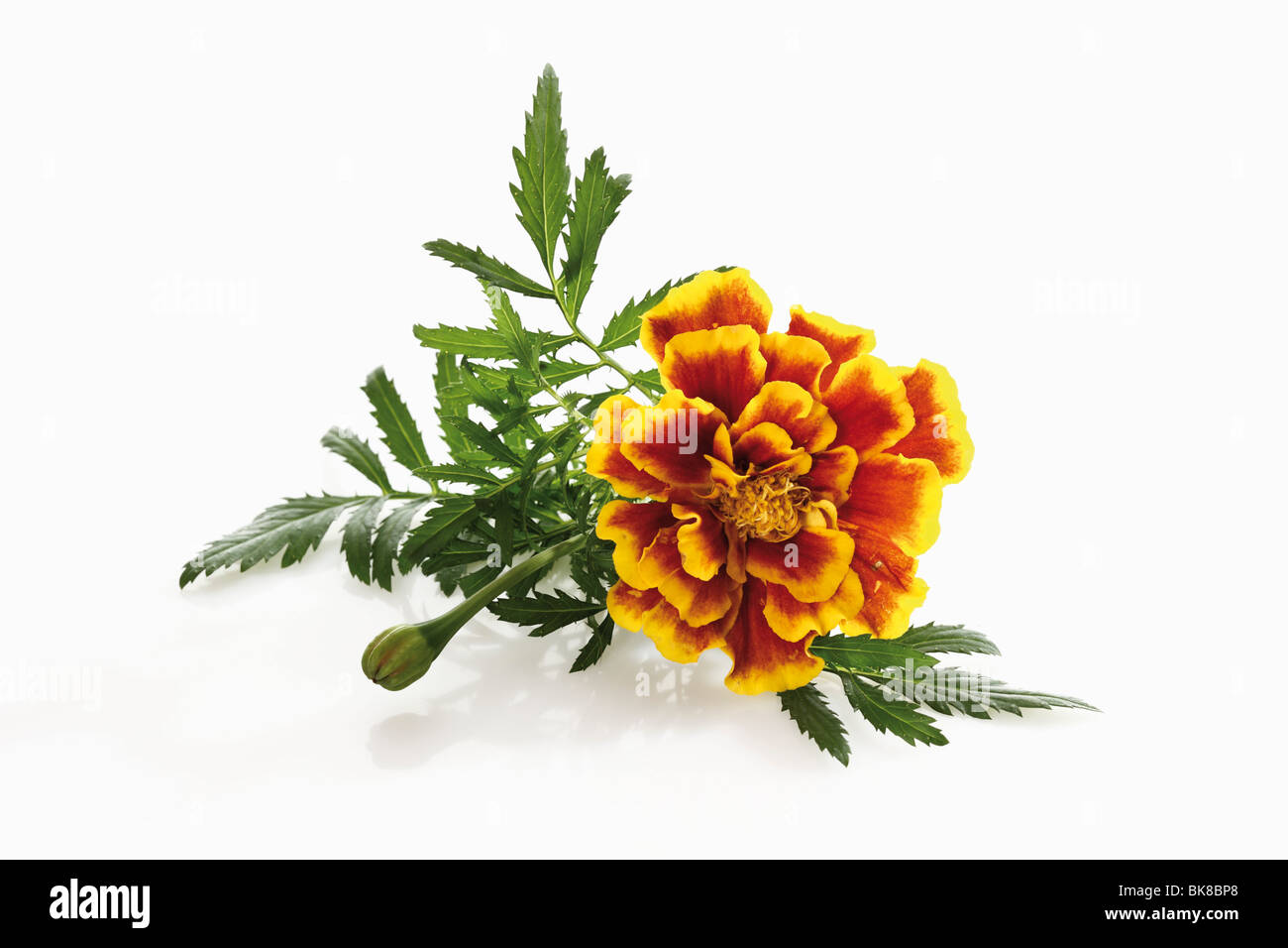 Marigold tagetes Cut Out Stock Images & Pictures - Alamy