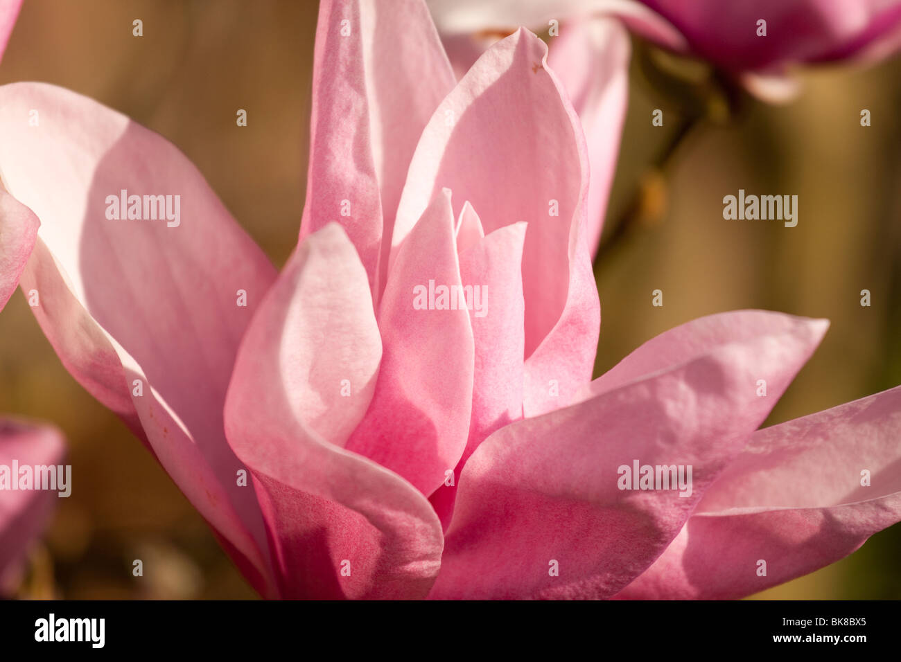 Pink Magnolia flowers in full bloom Stock Photo - Alamy
