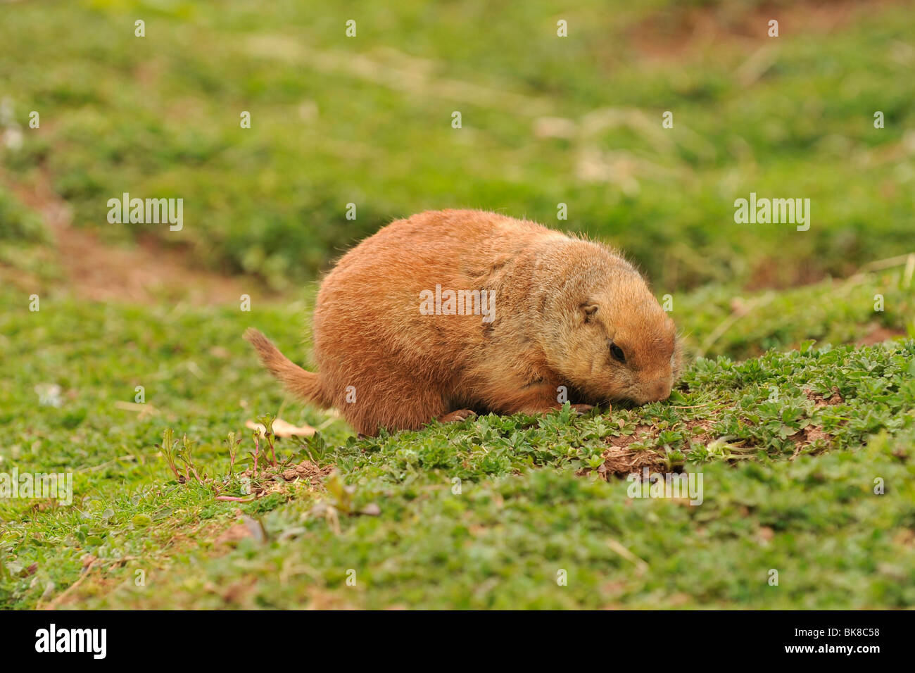Marmot hi-res stock photography and images - Alamy