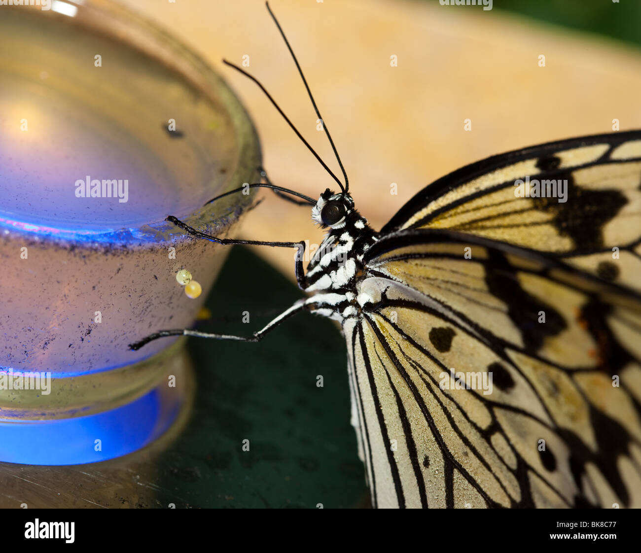 Idea leuconoe, Paper Kite, Rice Paper butterfly. The beautiful tropical ...