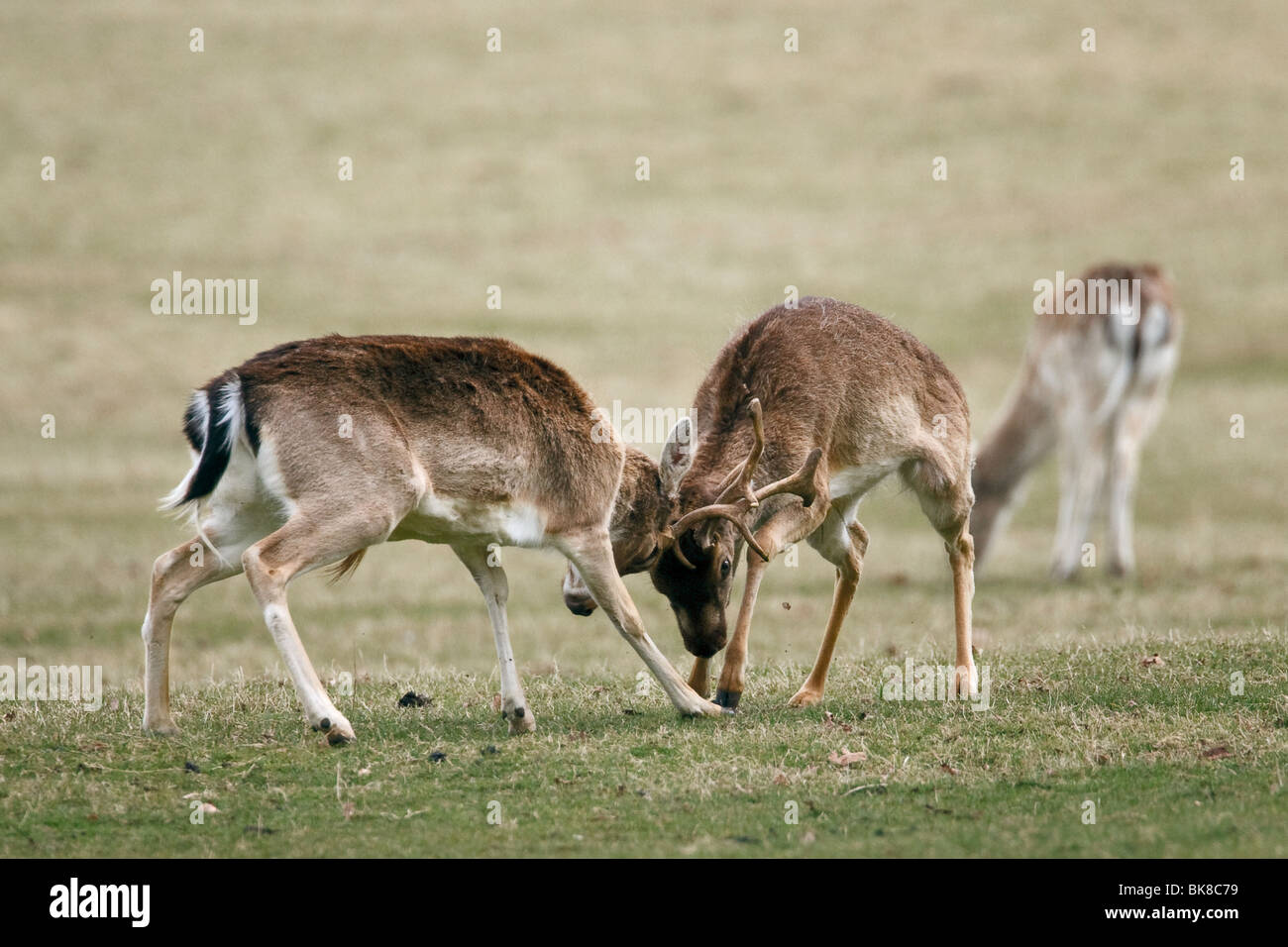 Locking horns hi-res stock photography and images - Alamy