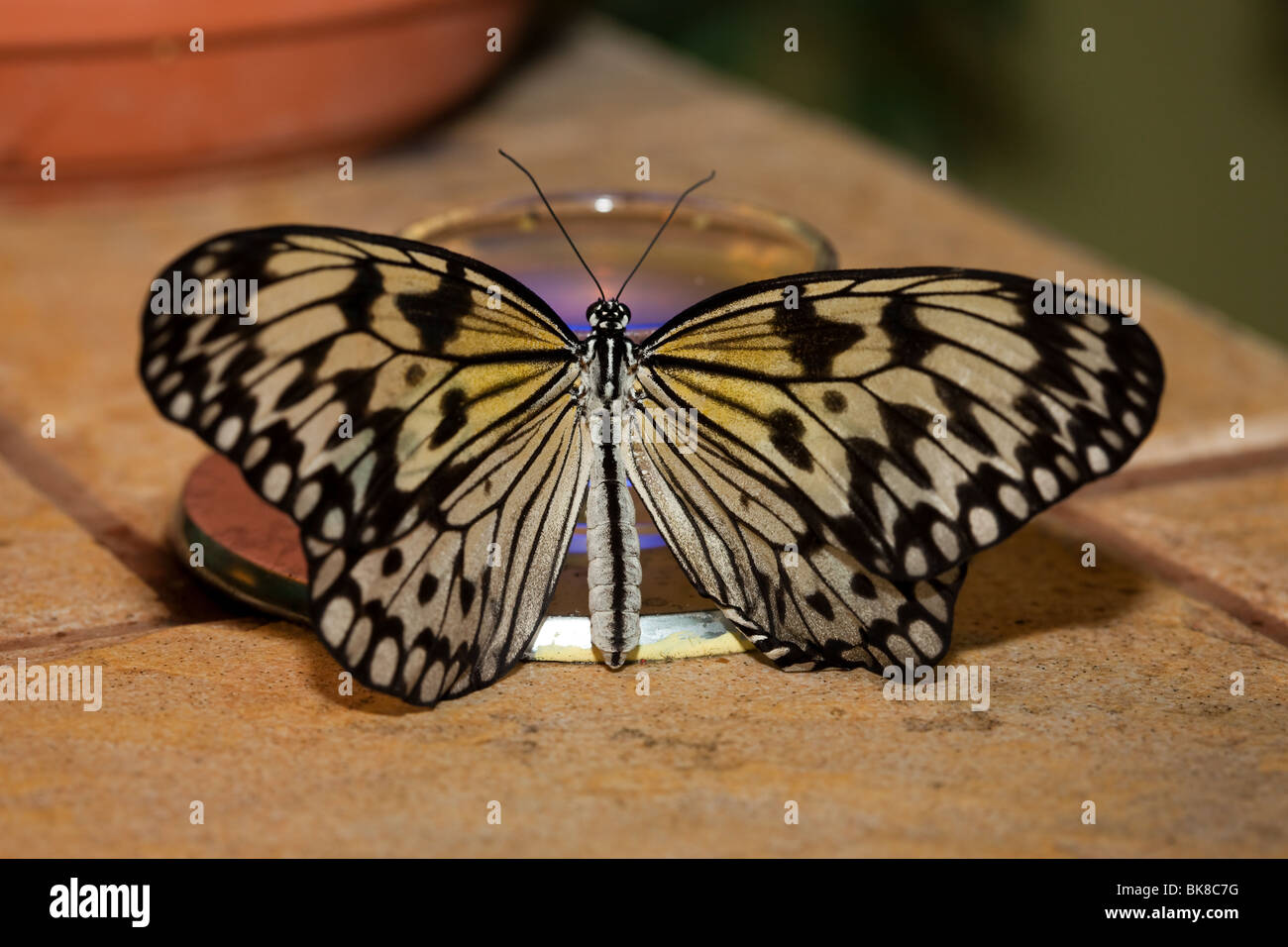 Idea leuconoe, Paper Kite, Rice Paper butterfly. The beautiful tropical ...