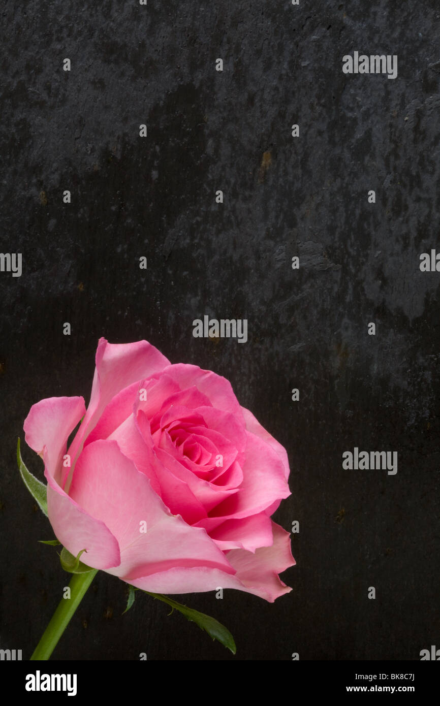 Rose on slate hi-res stock photography and images - Alamy