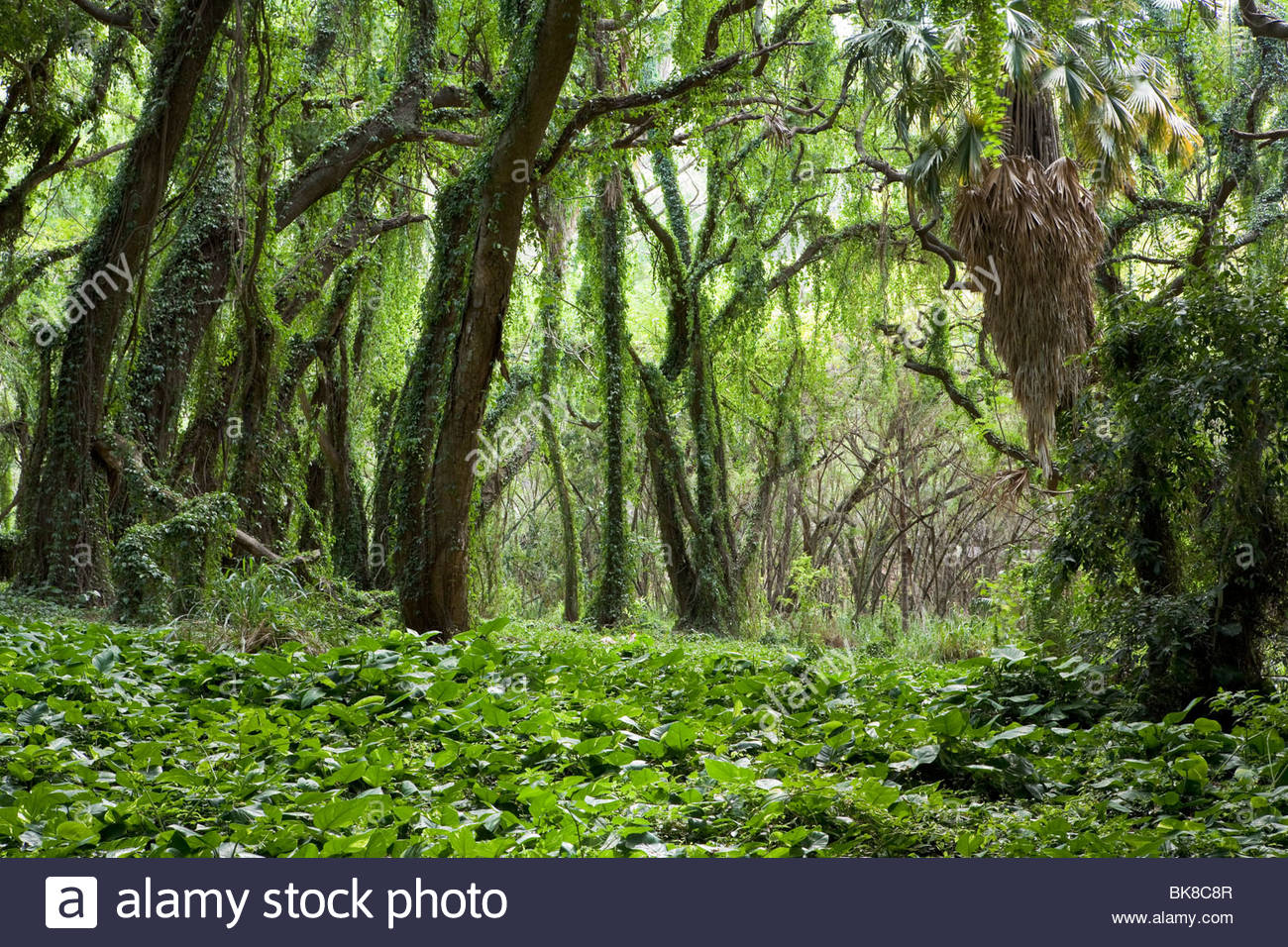 Papua Forest High Resolution Stock Photography and Images - Alamy