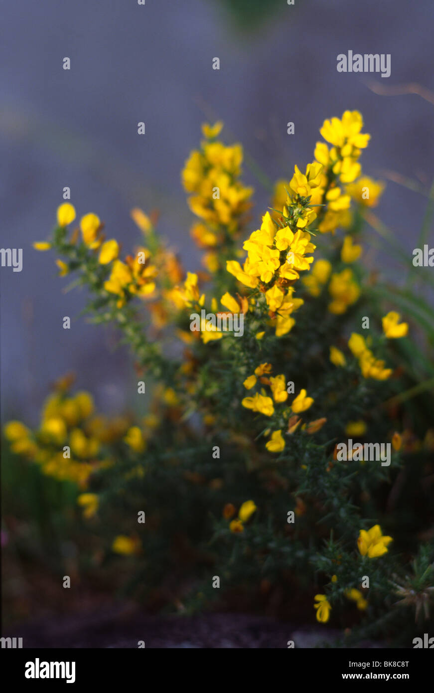 Kerry flowers hi-res stock photography and images - Alamy