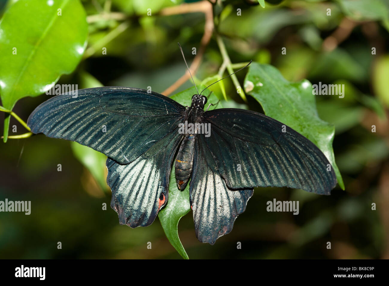 Papilio rumanzovia, Scarlet Mormon. The beautiful tropical butterfly ...