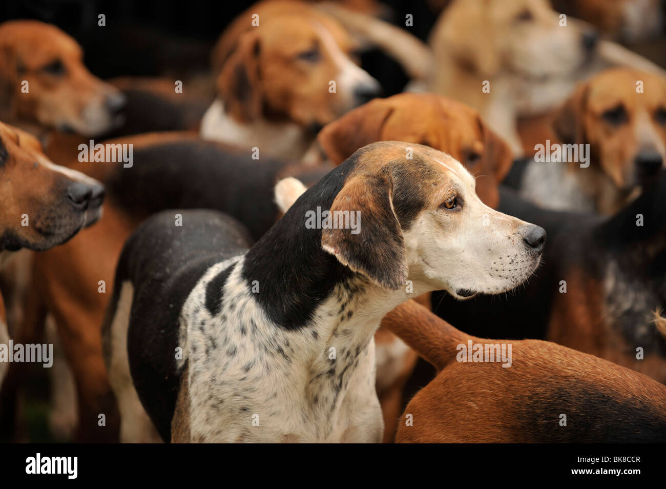 Hunt fox hunting hi-res stock photography and images - Alamy