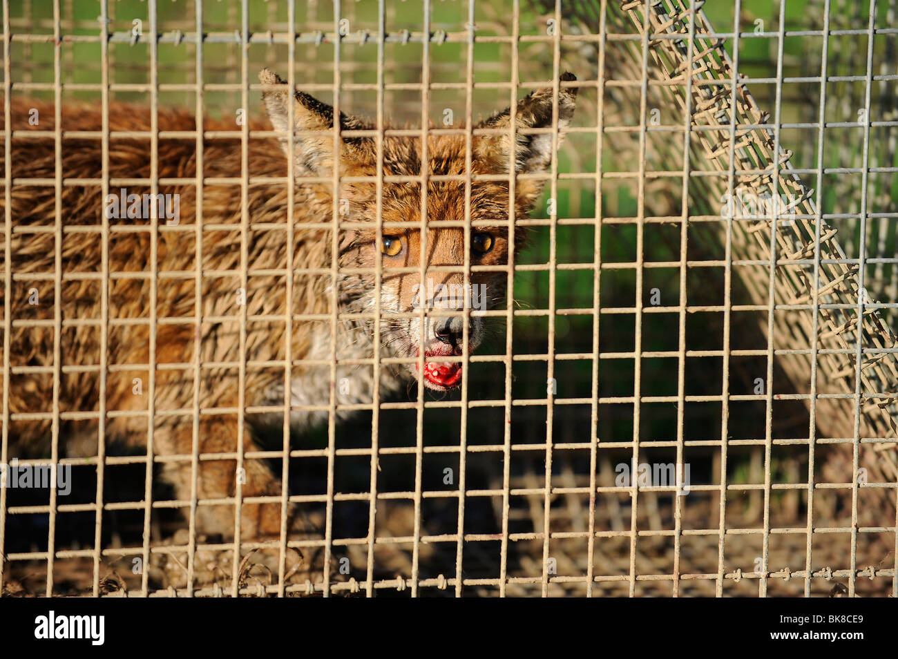 Fox trap hi-res stock photography and images - Alamy