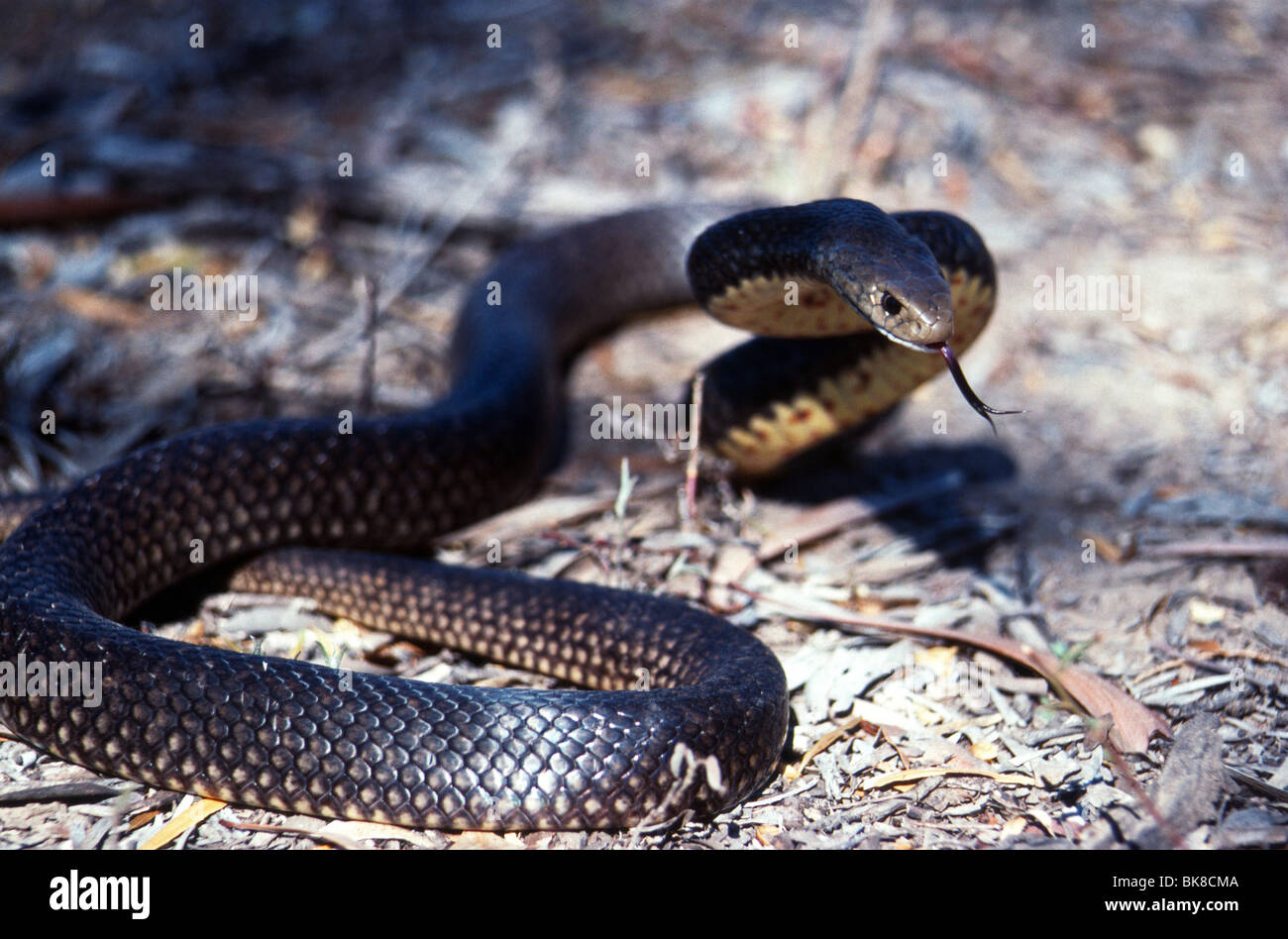 Western brown snake (Pseudonaja nuchalis) in threat display, north ...