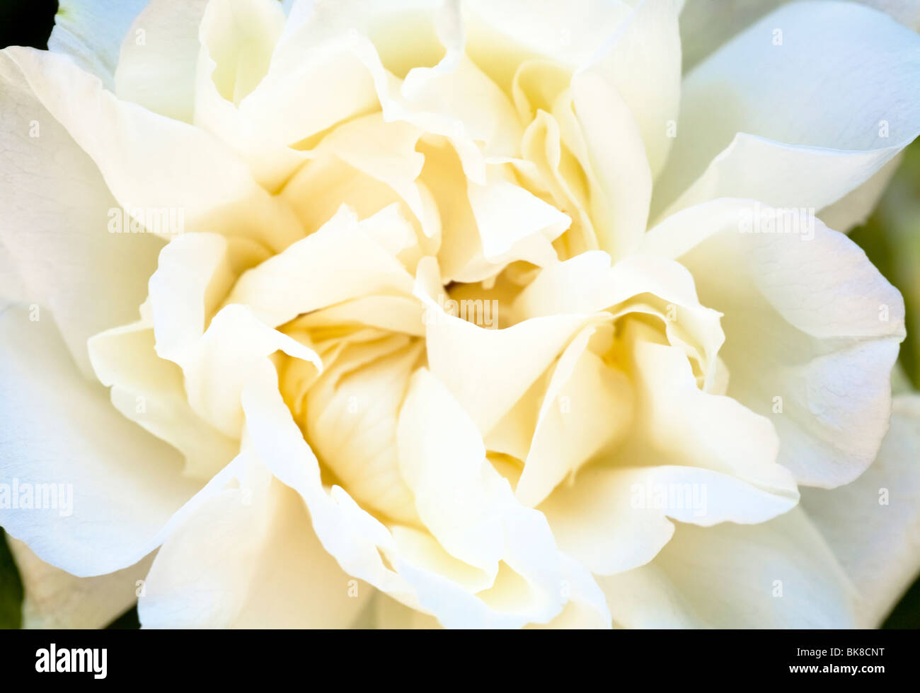 Beautiful spring white rose flower (macro Stock Photo - Alamy