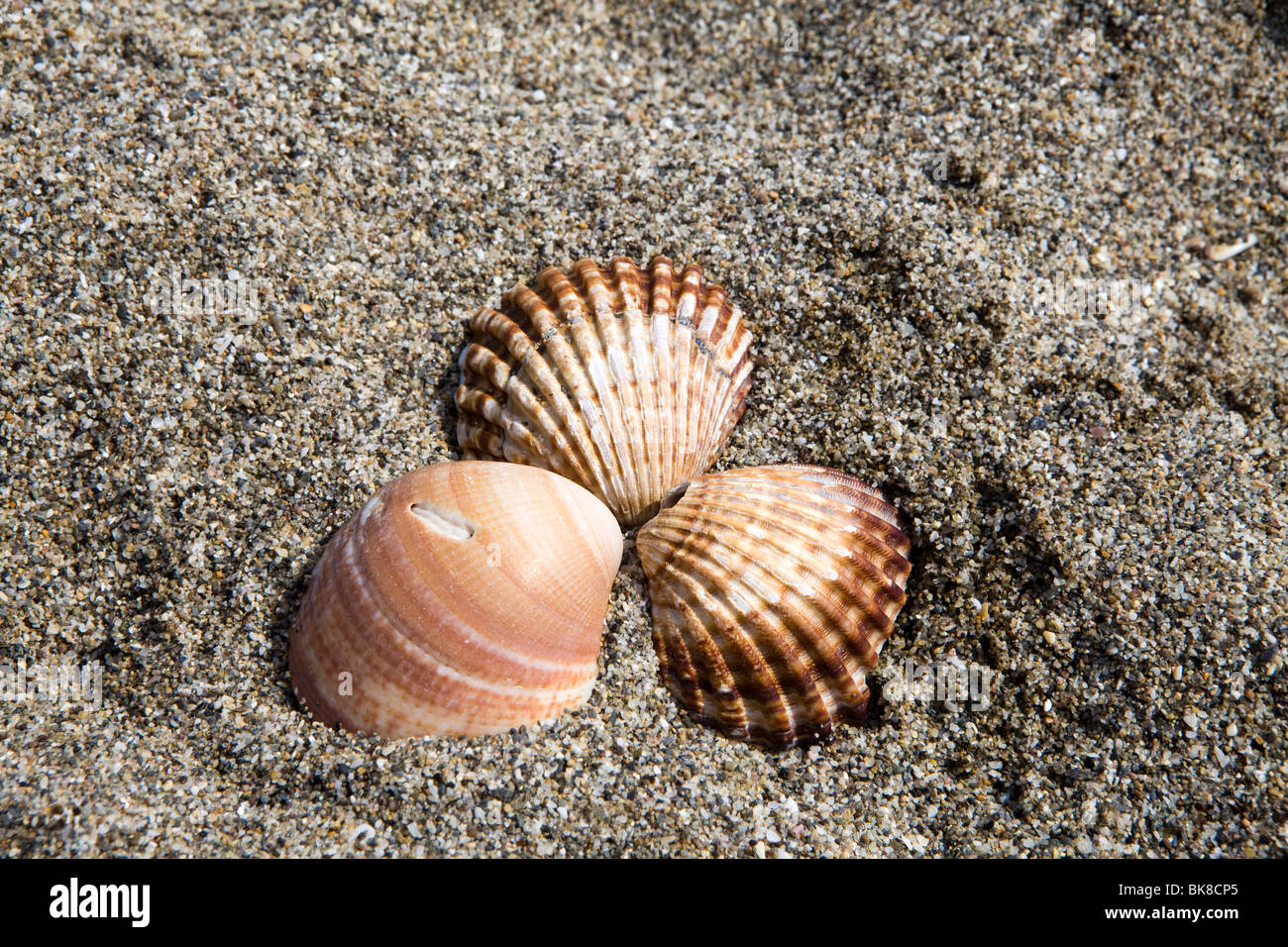 Seashells on golden sand Stock Photo - Alamy