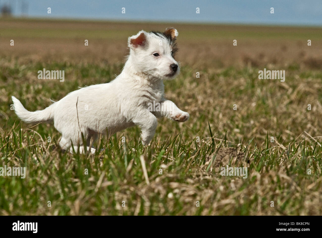 Small Jack Russell puppy playing Stock Photo - Alamy