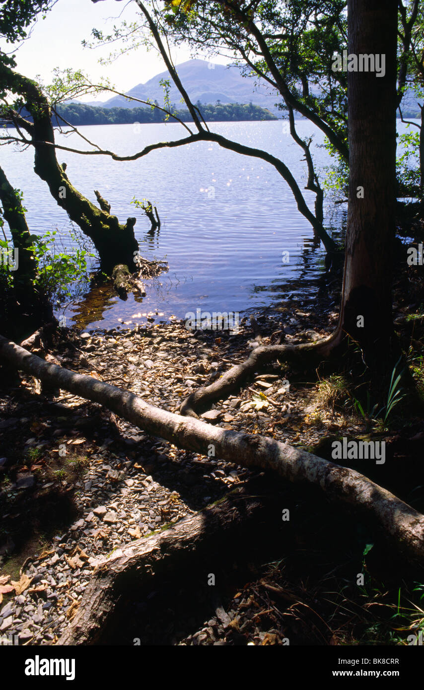 View of "Lough Leane" lake in Killarney House and Gardens, County Kerry ...