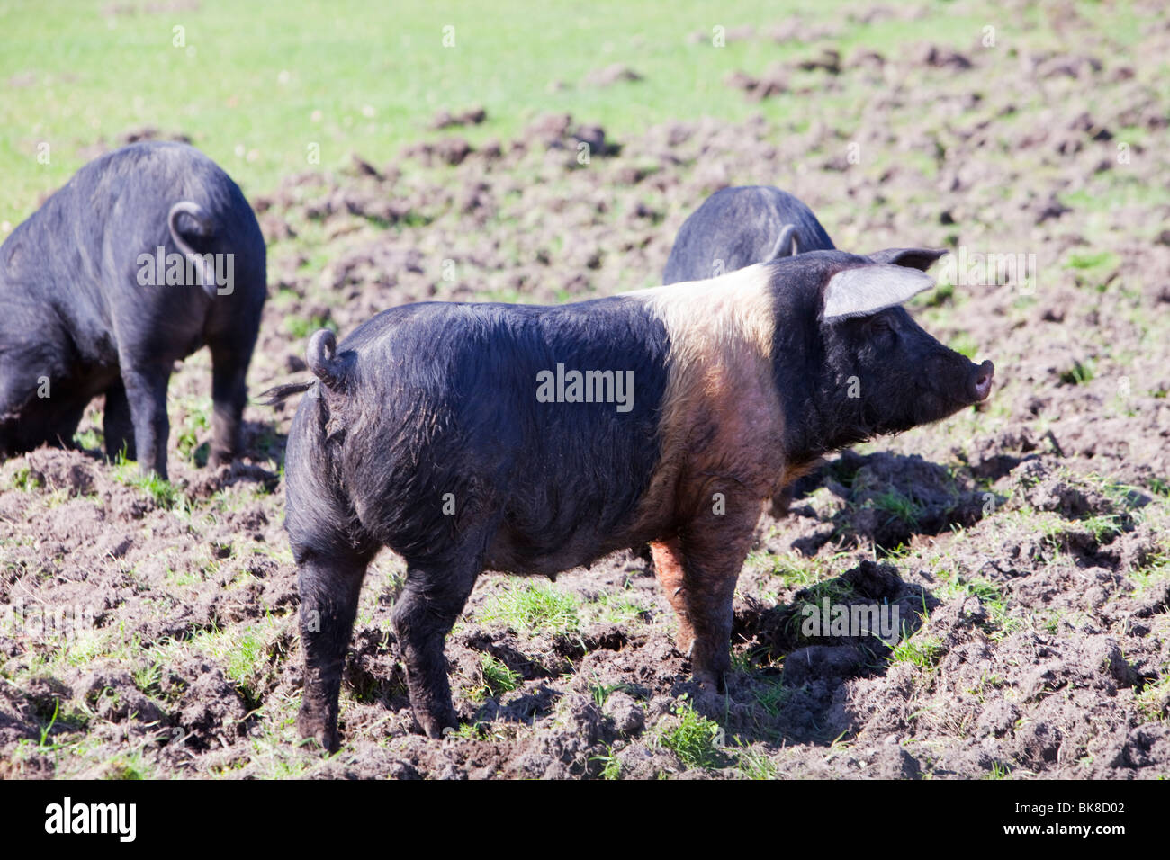Free range organic saddle back pigs on a farm at Wigglesworth ...