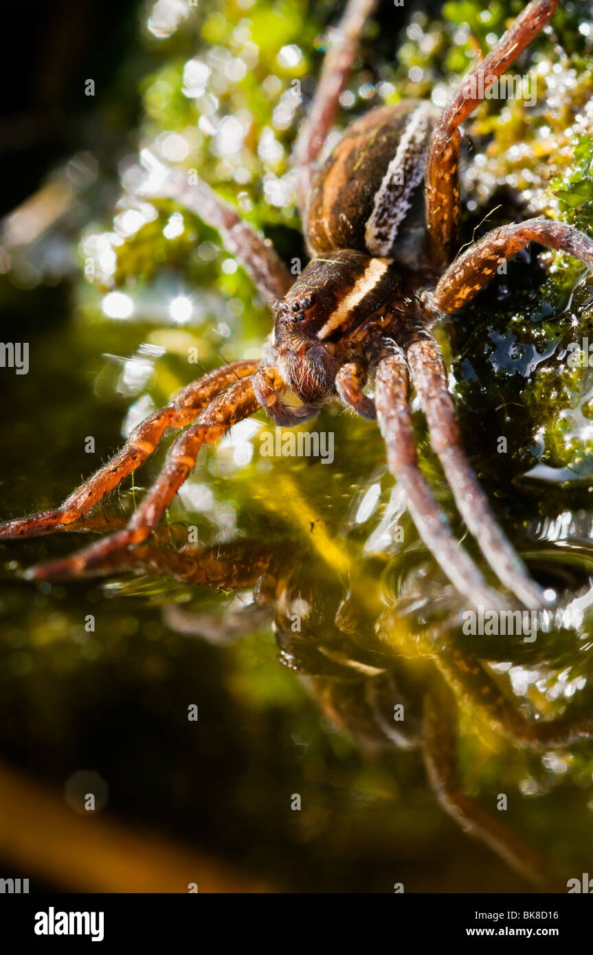 Pond spider hi-res stock photography and images - Alamy