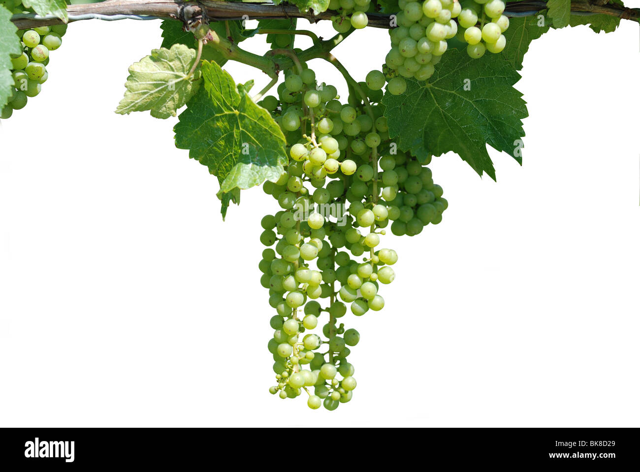 Green grape vine isolated Stock Photo - Alamy