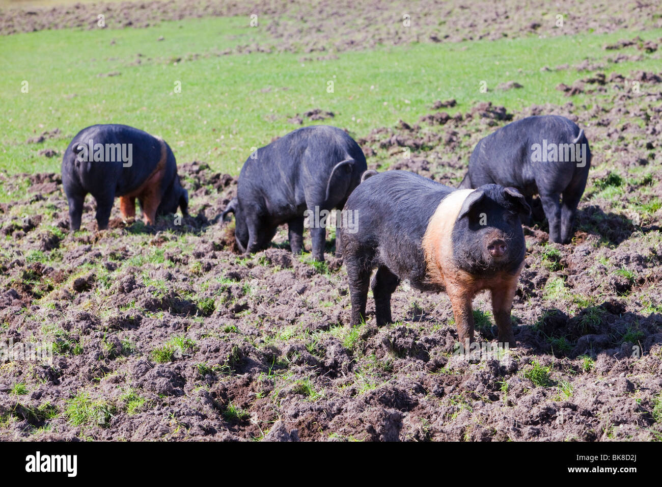 Saddleback organic pig hi-res stock photography and images - Alamy