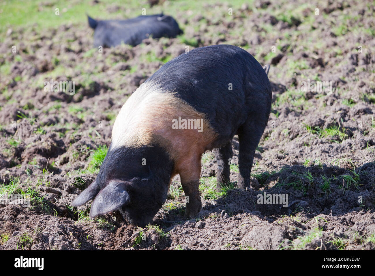 Free range organic saddle back pigs on a farm at Wigglesworth ...