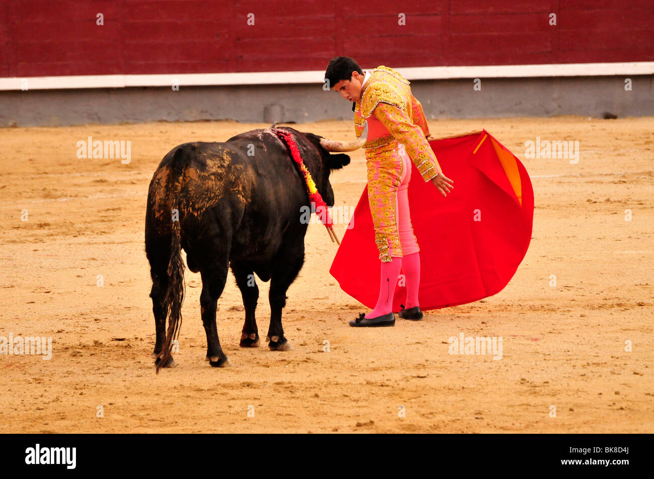 Bullfighter, matador, with a scarlet cape, muleta, and sword, estoque ...